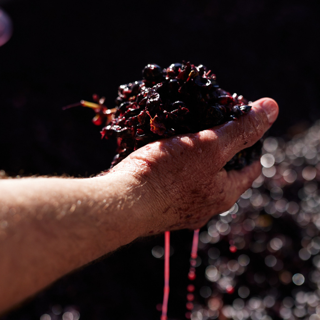 The Kings' Creed McLaren Vale Shiraz 2020